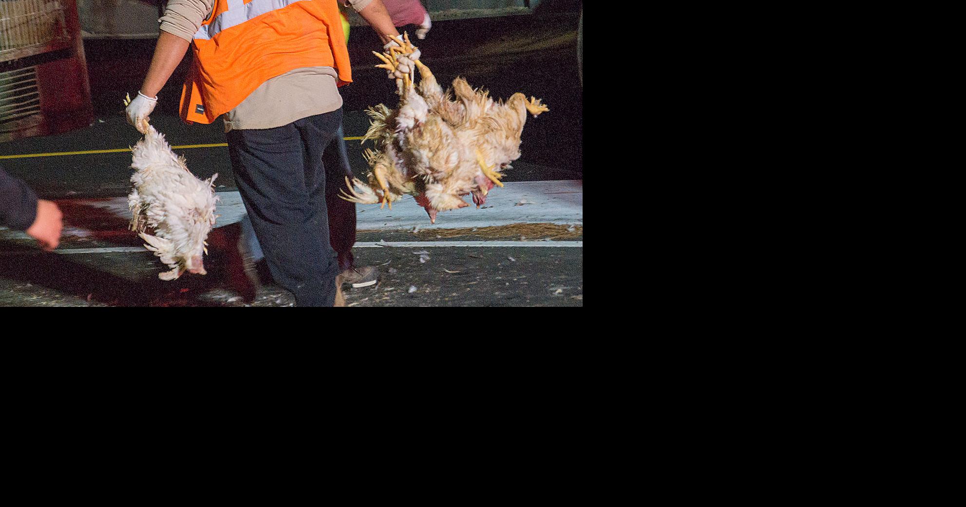 Mountaire Truck Overturns in Southern Pines, Dumping Hundreds of ...