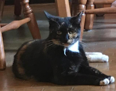 Lost Cat, Calico Cat in Pinehurst | Pets | thepilot.com
