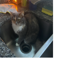 Lost Cat, Mostly Gray Calico cat in Pinehurst | Pets | thepilot.com