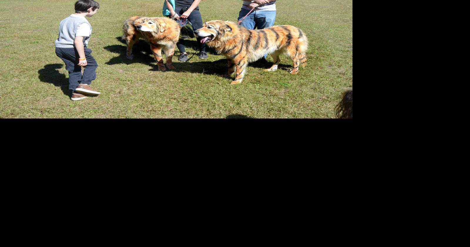 Fall-O-Ween at Malcolm Blue Farm | Gallery | thepilot.com