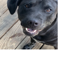 Lost Dog, Black Lab in Star | Pets | thepilot.com