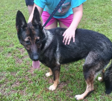 Found Dog, German Shepherd in Aberdeen UPDATE: HOME | Pets | thepilot.com