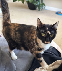 Lost Cat, Calico Cat in Southern Pines UPDATE: FOUND | Pets | thepilot.com
