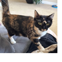 Lost Cat, Calico Cat in Southern Pines UPDATE: FOUND | Pets | thepilot.com