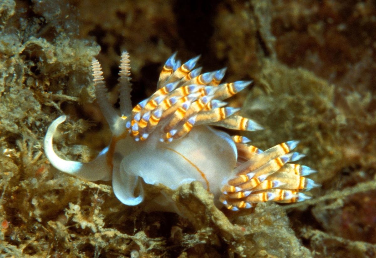 Ask the Aquarium: What’s a Nudibranch? | Features | thepilot.com