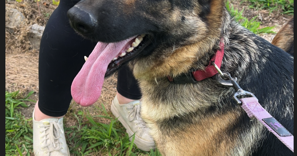 Lost Dog, German Shepherd in Lillington (Harnett Co) | Pets | thepilot.com