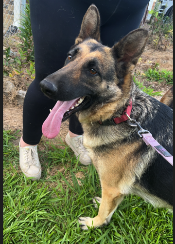 Lost Dog, German Shepherd in Lillington (Harnett Co) | Pets | thepilot.com
