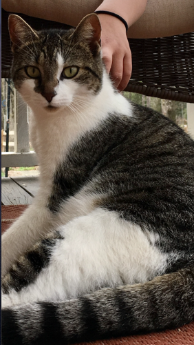 Lost Cat, Brown/Gray and White Tabby in Southern Pines | Pets ...