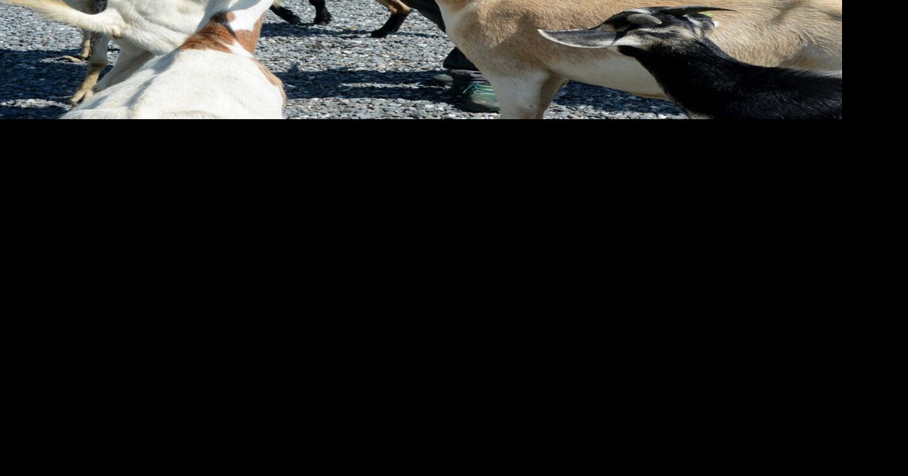 Goat farm 03.JPG | | thepilot.com