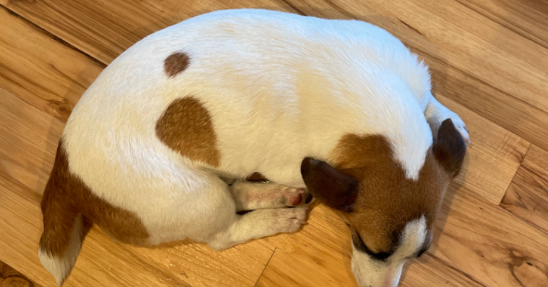Found Dog, Jack Russell Terrier Mix in Biscoe | Pets | thepilot.com