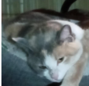 Lost Cat, Calico Cat in Carthage UPDATE: FOUND | Pets | thepilot.com
