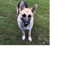 Found Dog, German Shepherd in Vass | Pets | thepilot.com