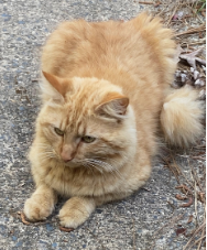 Found Cat, Orange Medium-Haired Tabby Cat in Carthage | Pets | thepilot.com
