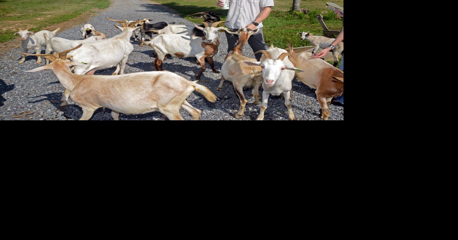 Retiring Soldier Finds His Niche as a Goat Farmer | Business | thepilot.com