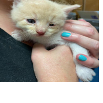 Found Cat, Fawn/Buff Colored Kitten in Robbins | Pets | thepilot.com