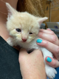 Found Cat, Fawn/Buff Colored Kitten in Robbins | Pets | thepilot.com