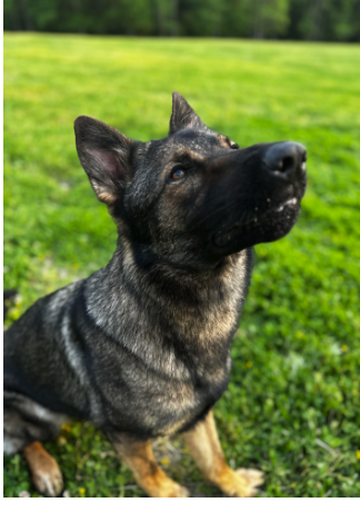 Lost Dog, German Shepherd in Cameron UPDATE: FOUND | Pets | thepilot.com