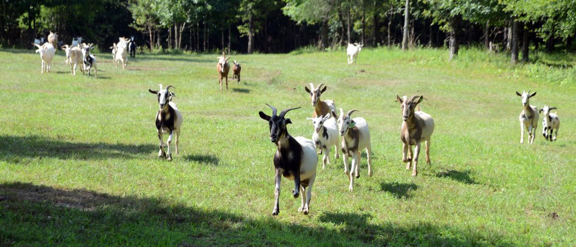 Retiring Soldier Finds His Niche as a Goat Farmer | Business | thepilot.com