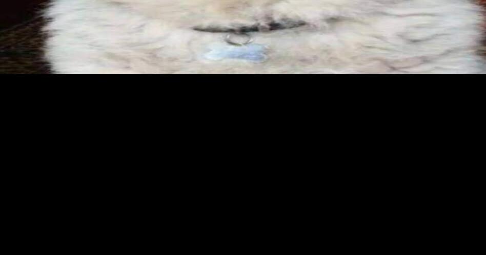 A Dog Tale, in Snippets | Features | thepilot.com