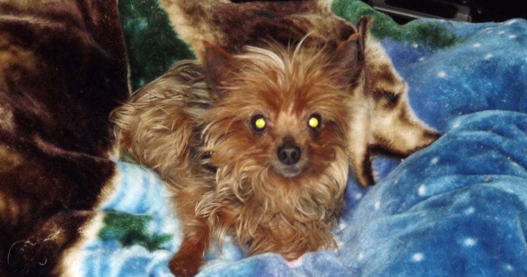 Found Yorkie | Pets | thepilot.com