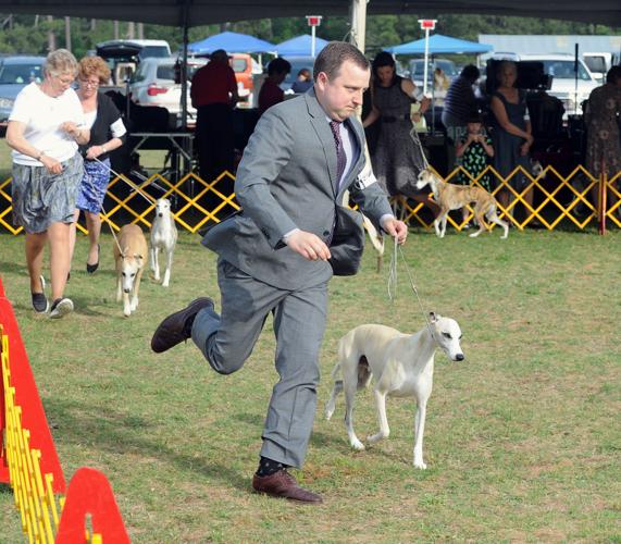 Capturing Canines: Scenes From the 42nd All-Breed Dog Show in Pinehurst ...