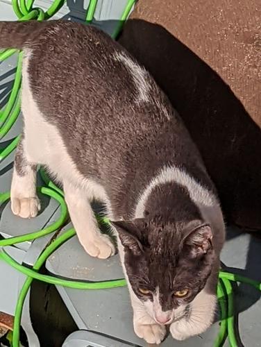 Lost Cat, Grey short hair in Pinehurst | Pets | thepilot.com