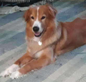 Lost Dog, Tan and White English Shepherd in Southern Pines UPDATE ...