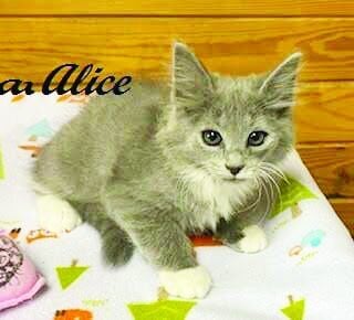 Pet of the Week: Alice | Features | thepilot.com