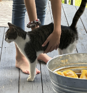 Found Cat, Gray and White Cat in Southern Pines | Pets | thepilot.com