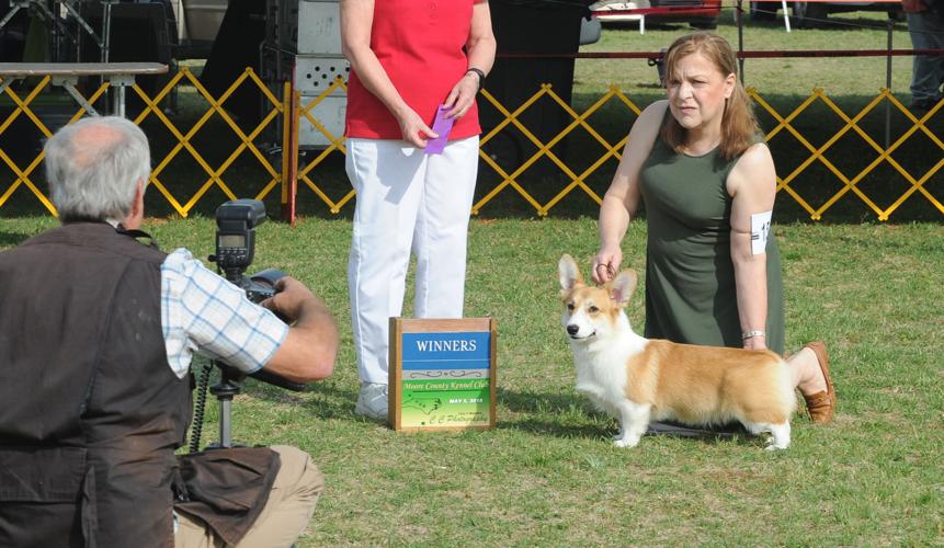 Capturing Canines: Scenes From the 42nd All-Breed Dog Show in Pinehurst ...