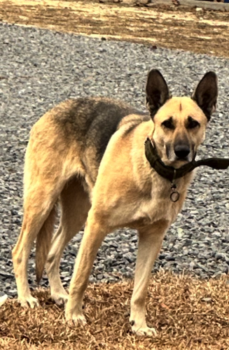 Found Dog, German Shepherd in West End | Pets | thepilot.com