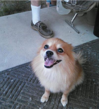 Lost Dog, Orange Pomeranian in Carthage | Pets | thepilot.com