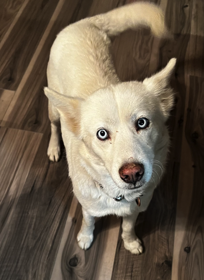 Lost Dog, White Husky in Robbins UPDATE: DOG HAS BEEN FOUND | Pets ...