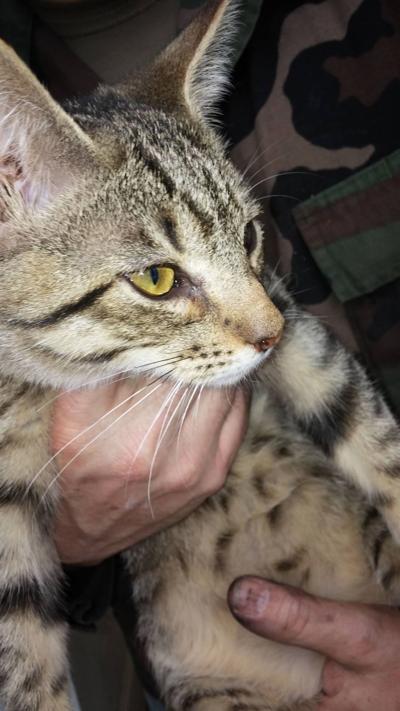 Found Pet: Grey Tabby Cat on Broad and Bennett Streets | News ...