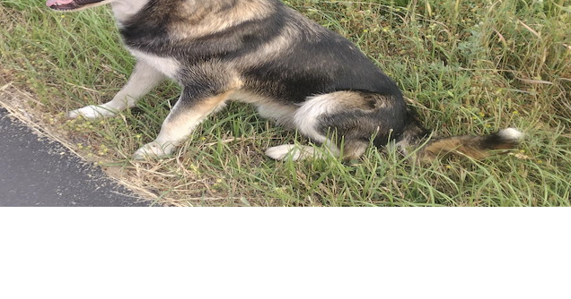 Found Dog, Black Husky Mix Along Route 74 in Candor | Pets | thepilot.com