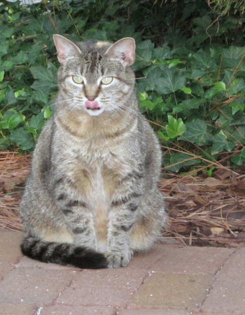 Lost Cat, Grayish Brown Cat in Pinehurst | Pets | thepilot.com