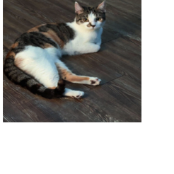 Lost Cat, Calico Cat in Southern Pines | Pets | thepilot.com