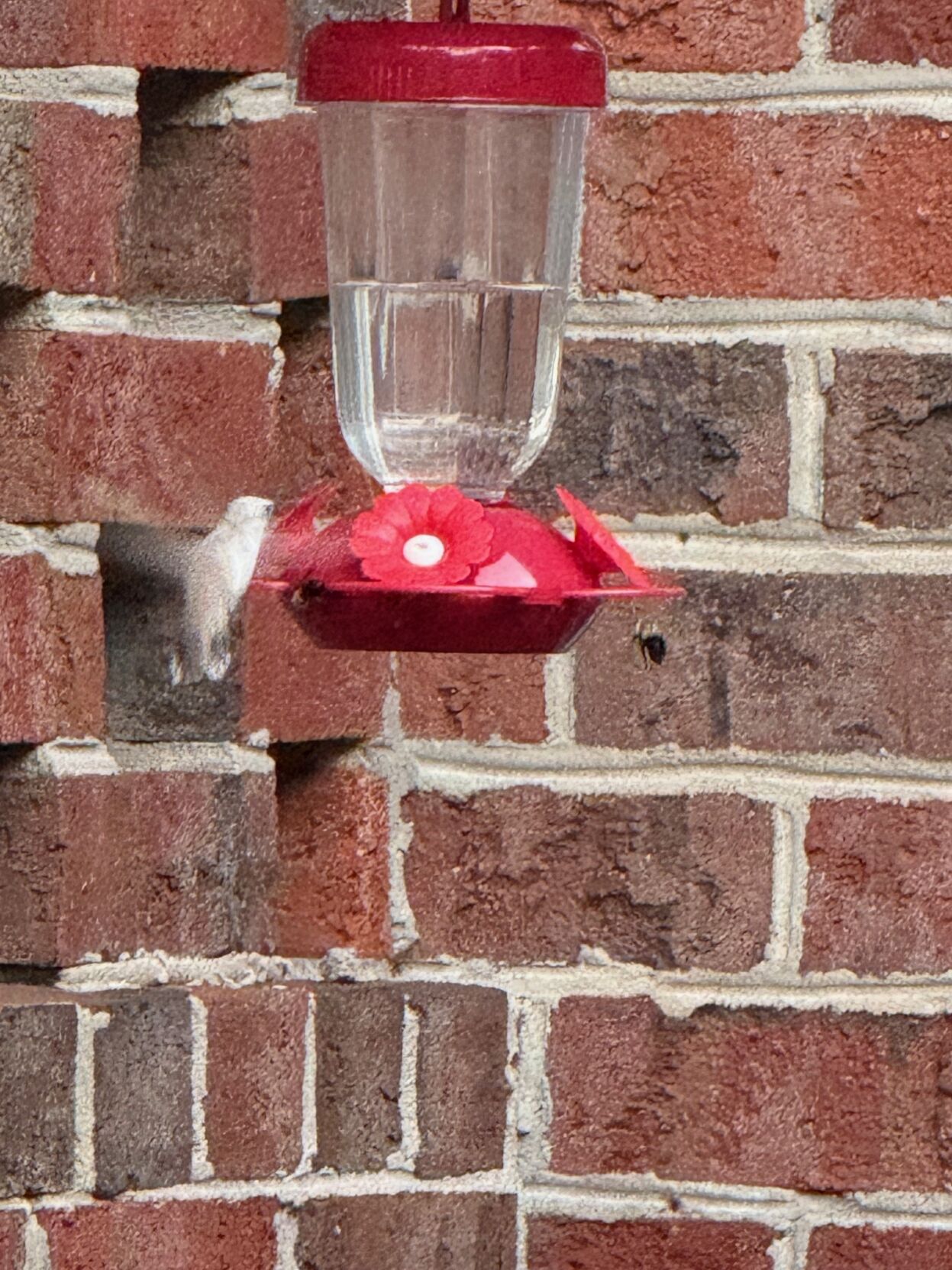Rare White Hummingbird Spotted in Southern Pines | Features | thepilot.com