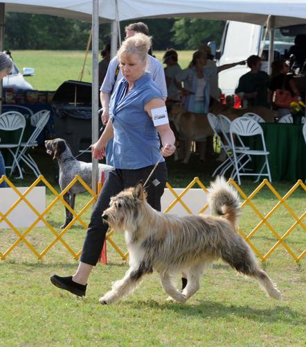 Capturing Canines: Scenes From the 42nd All-Breed Dog Show in Pinehurst ...