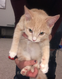 Found Cat, Buff Orange Tabby Kitten in Aberdeen | Pets | thepilot.com