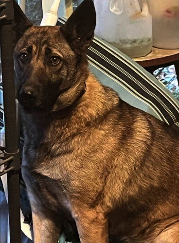 Found Dog, German Shepherd in Aberdeen | Pets | thepilot.com