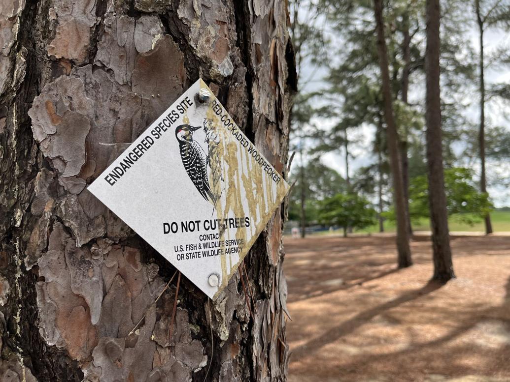 Sandhills Program Benefits Woodpeckers, Landowners | News | thepilot.com