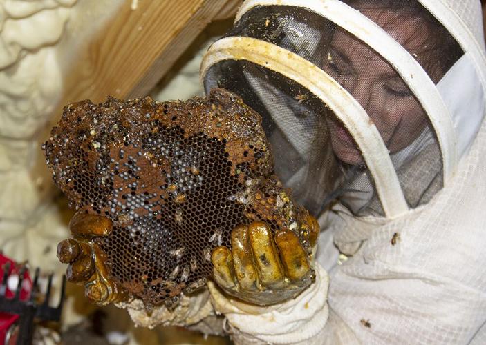 The Feminine Mystique: A House Overrun by Bees Is A Lesson in Girl ...