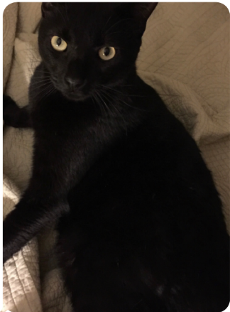 Lost Cat, Large Black Cat in Pinehurst UPDATE: FOUND | Pets | thepilot.com