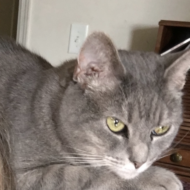 Lost Cat, Gray Tabby in Carthage UPDATE: FOUND | Pets | thepilot.com
