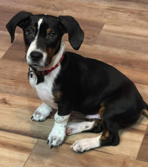 Lost Dog, Black and White Dachshund/Hound Mix in Seven Lakes UPDATE ...