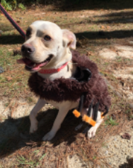 Lost Dog, Blonde Pit/Lab Mix in Southern Pines | Pets | thepilot.com