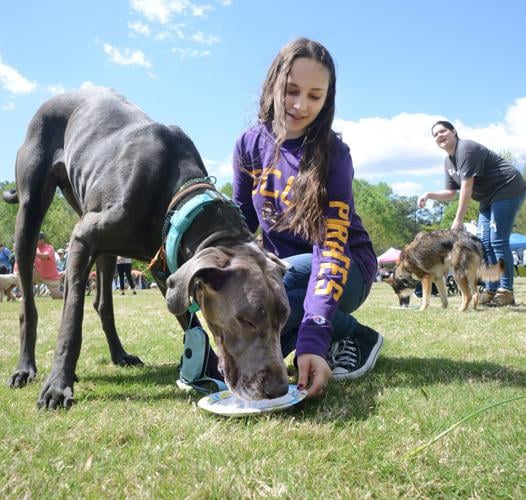 6th Annual Sandhills Dog Fair | Gallery | thepilot.com