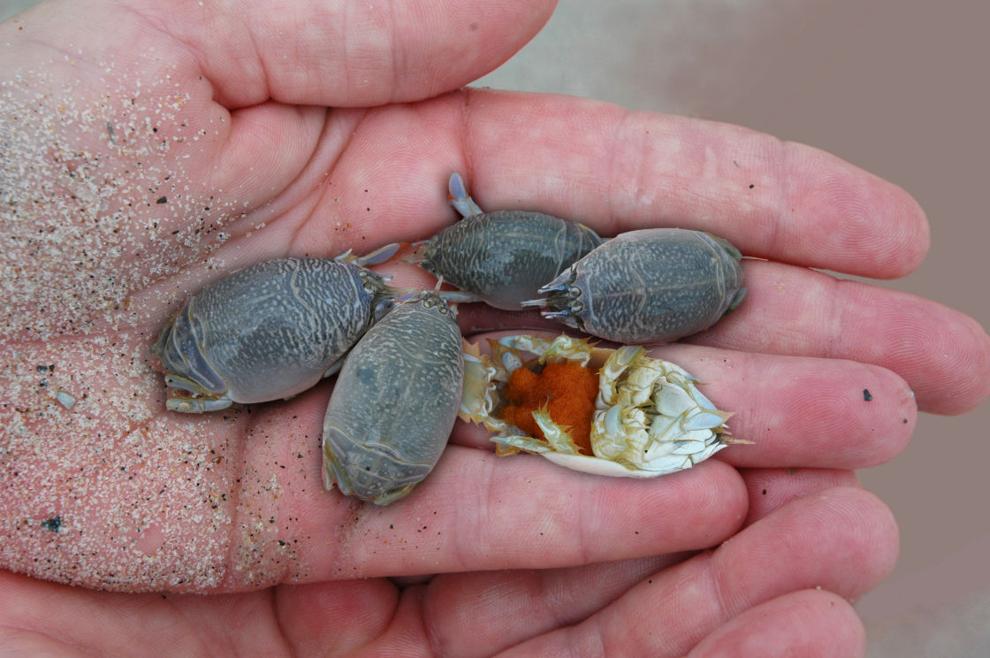 Ask the Aquarium: What's a Mole Crab? | Features | thepilot.com