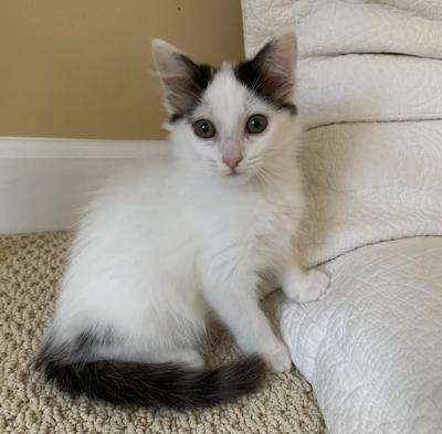 Pet of the Week: Allison | Features | thepilot.com